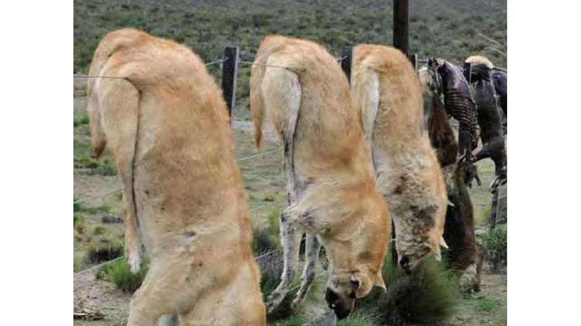 Brutal Matanza De Perros En El Sur De Caleta Olivia