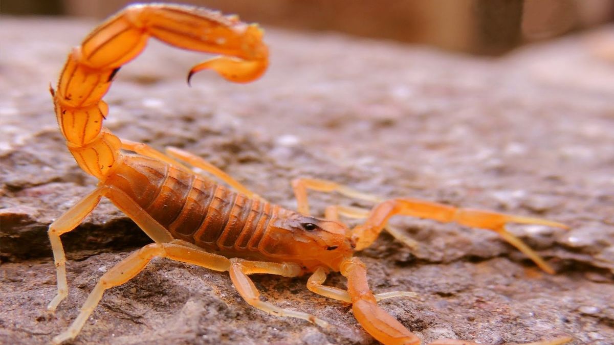Alerta alacranes: un bebé lucha por su vida tras ser picado cuando dormía
