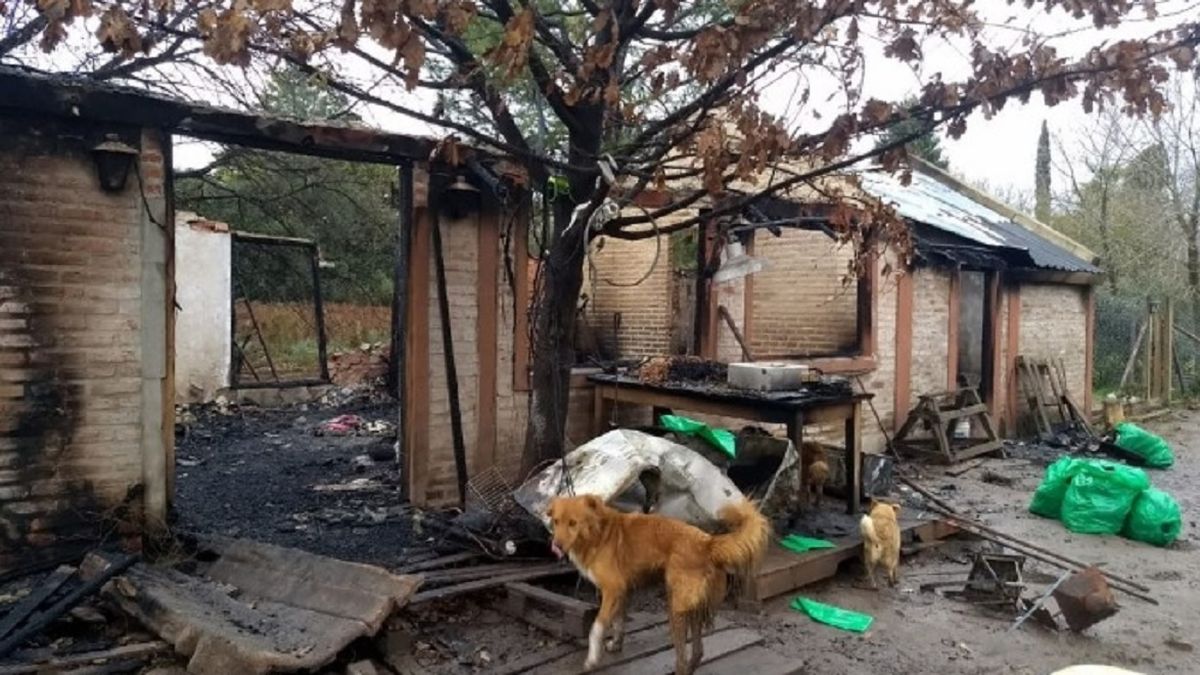 Pilar: más de 50 perros murieron calcinados durante el incendio de un ...