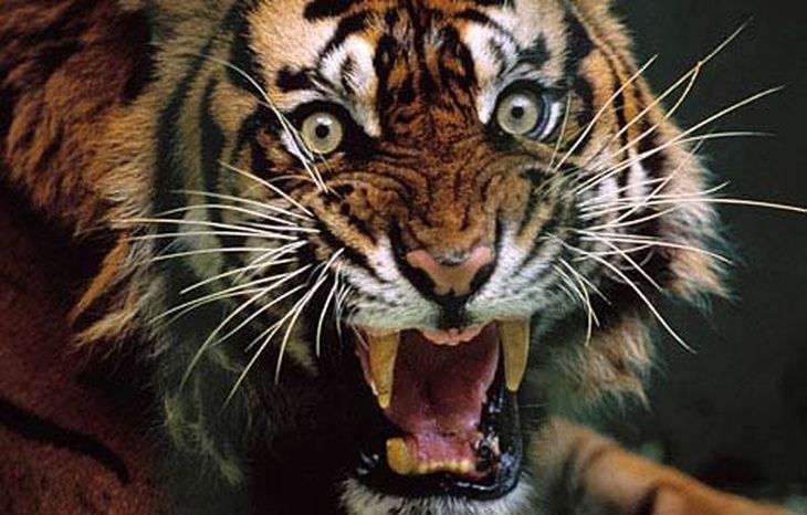 Ante el ataque de un tigre salvaje hay que ¡subir el volumen!