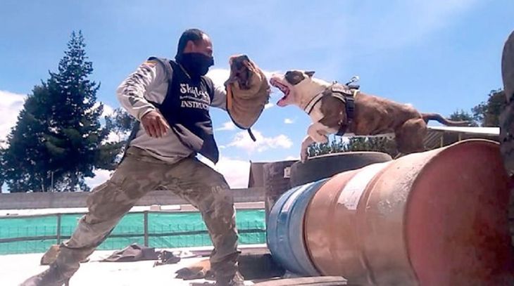 Moda narco: criar perros asesinos para resistir un allanamiento policial