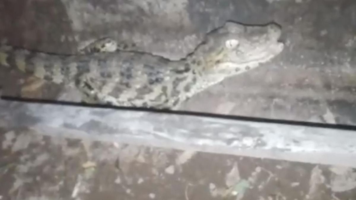 VIDEO: Escuchó ruido en el patio, salió a ver qué era y encontró un ...