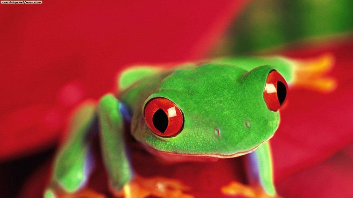Ranas Que Cambian De Color Adaptaciones De Las Ranas » RANAPEDIA