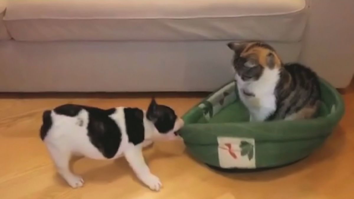 Un bulldog francés lucha contra una gata invasora por recuperar su cucha