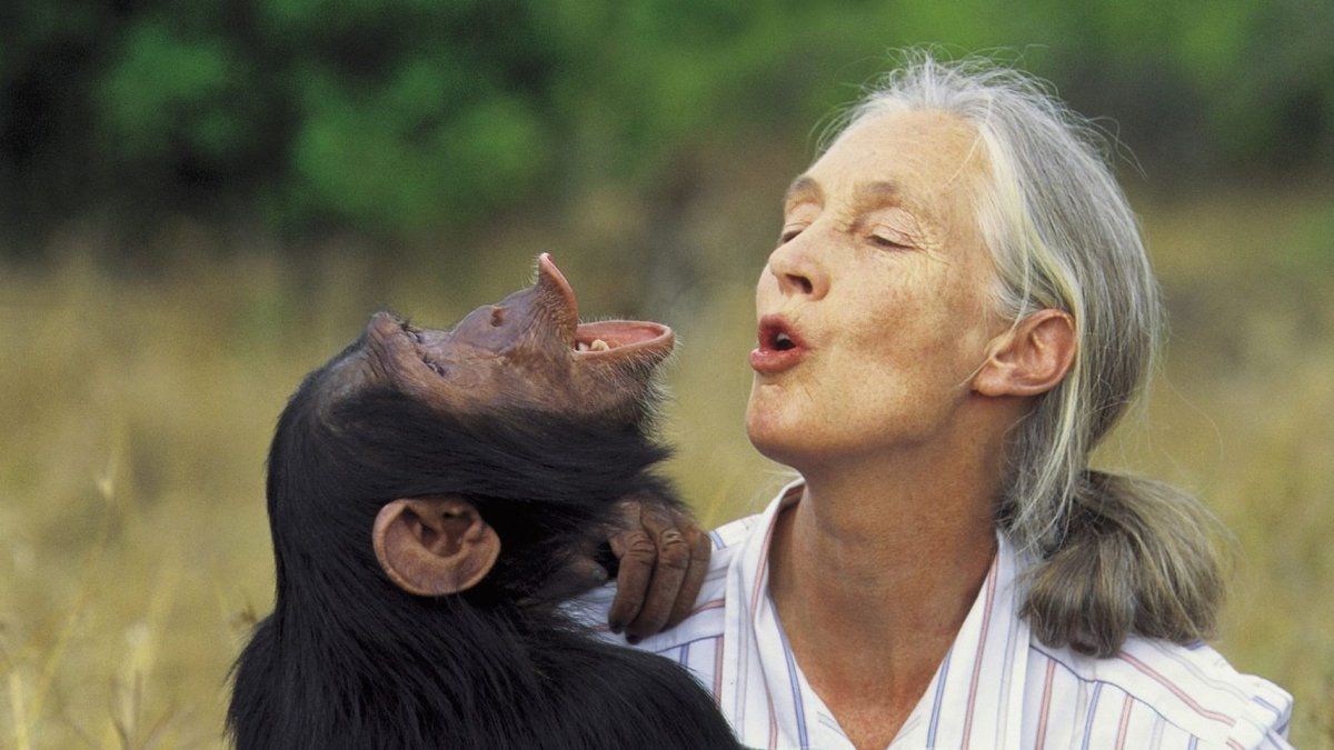 Murió Jane Goodall, la mujer que dedicó su vida a los chimpancés