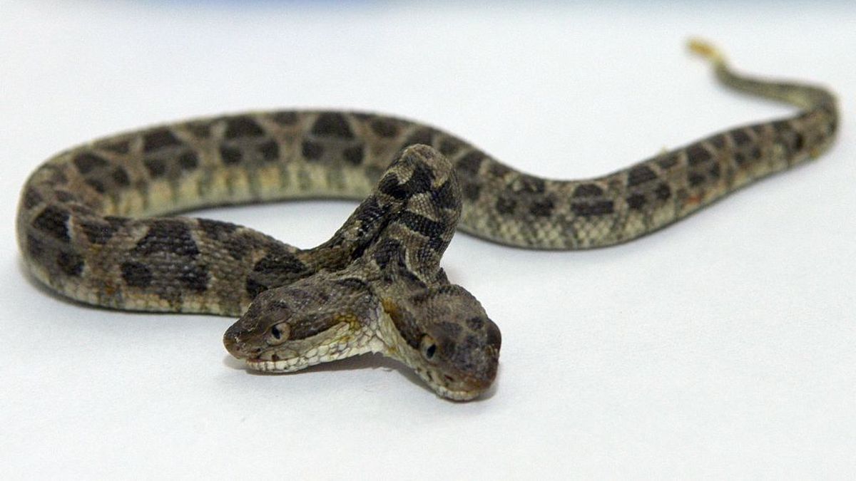 Sorpresa: nació una yarará con dos cabezas