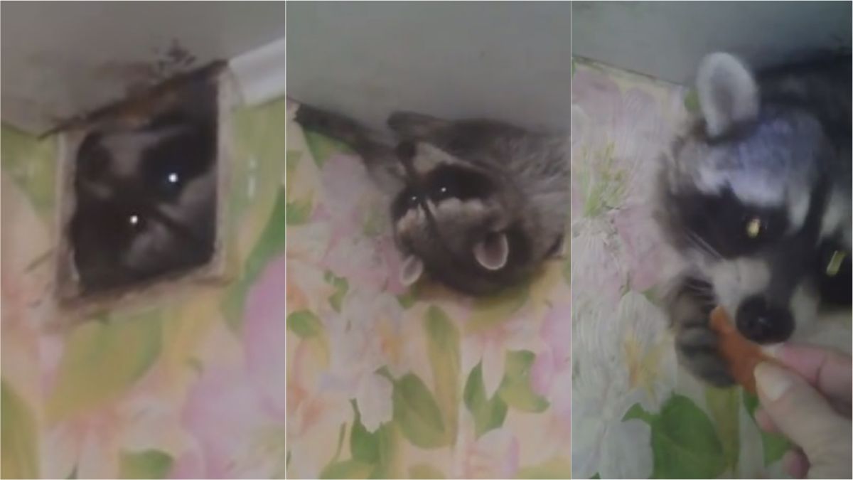 VIDEO: Un mapache gordito quedó atrapado en el conducto de ventilación ...