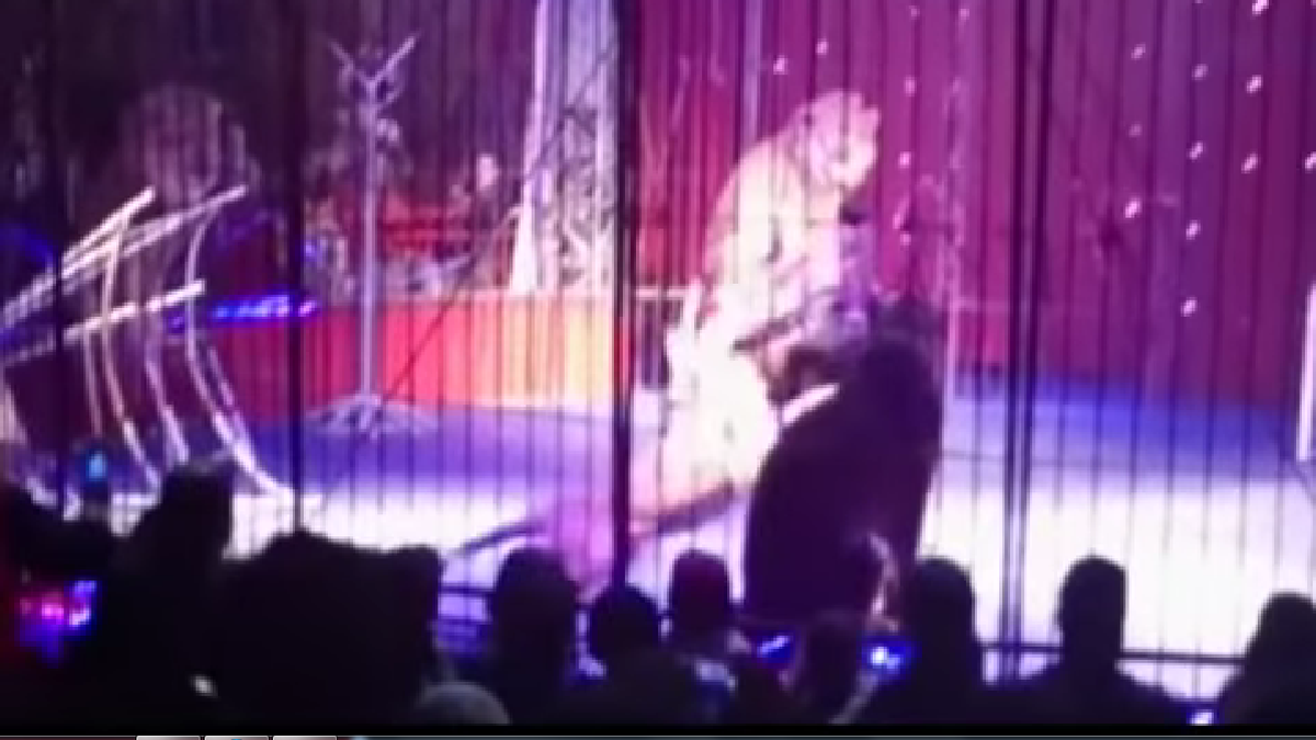Un león ataca a su domador en pleno show