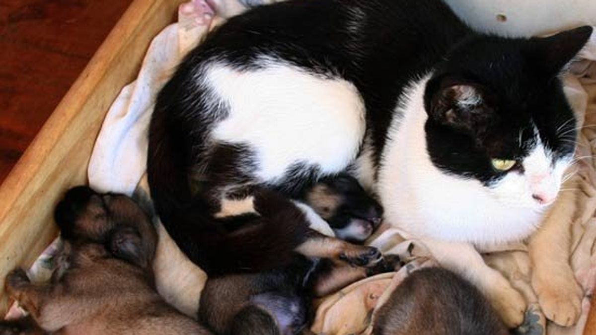 Mamá gata y cachorros perritos