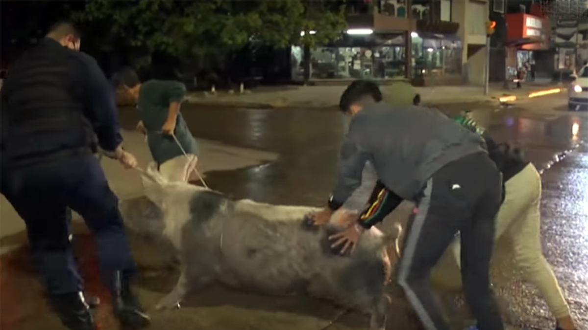 VIDEO: una cerda embarazada que se escapó dos veces fue apuñalada y ...