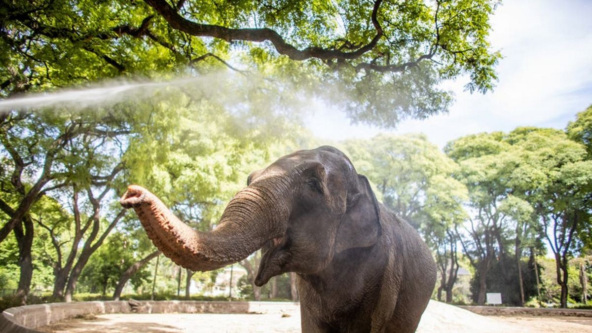 El Ecoparque comienza a despedir a la elefanta Mara antes de su traslado