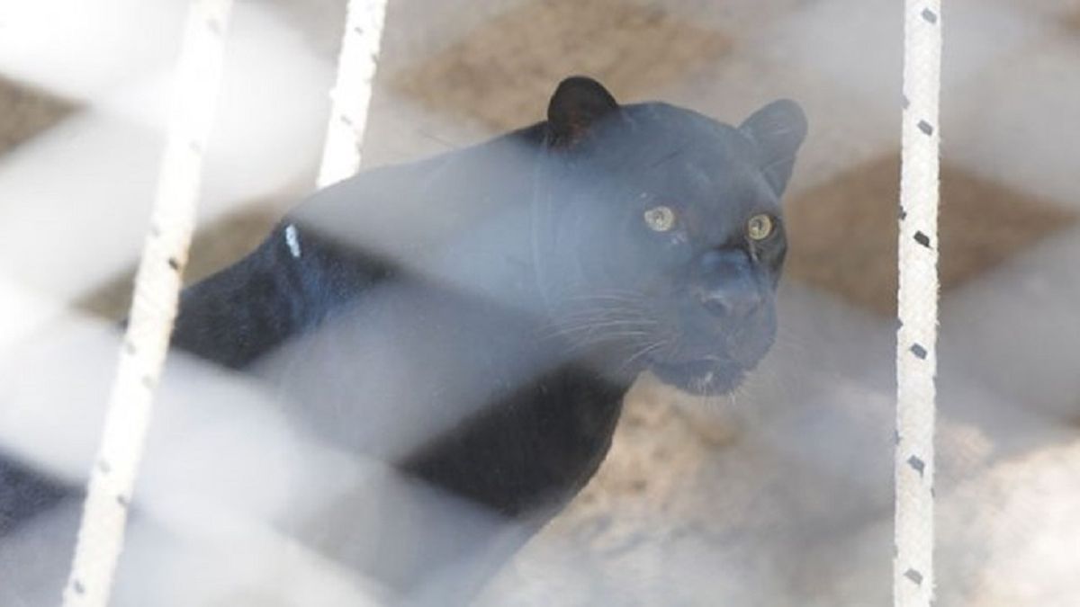 Murió la pantera negra del zoológico de Mendoza y analizan el cierre ...