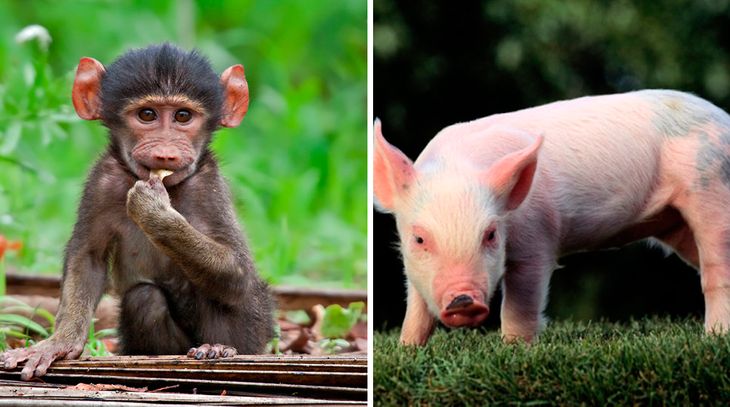 Un mono vivió durante dos años con un corazón de cerdo