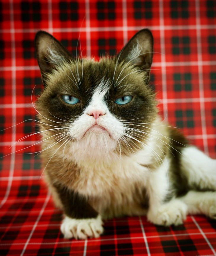 El gato viral de Grumpy Cat ganó un juicio por derechos de imagen