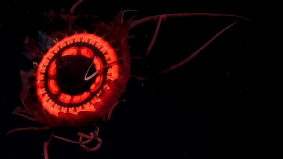 La increíble medusa roja descubierta gracias al streaming del CONICET