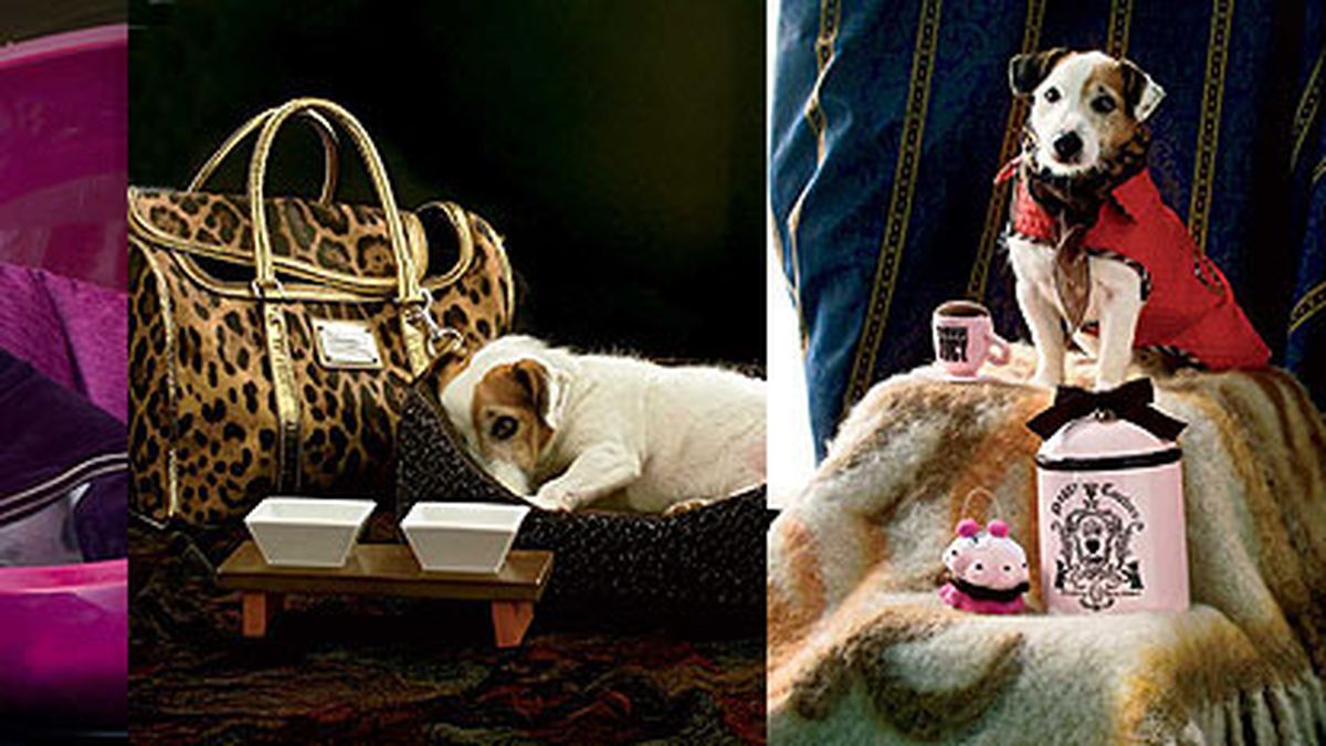 ¡Con ustedes... Cook! El perro súper millonario y más famosos de Europa