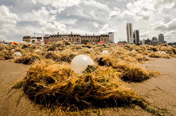 Mar del Plata: sorpresa en la Bristol por la aparición de una gran ...