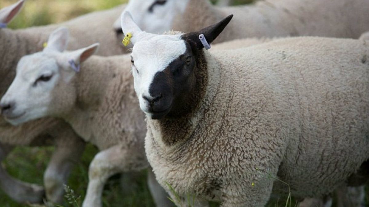 El curioso caso de la oveja blanca que nació con la cara de dos colores
