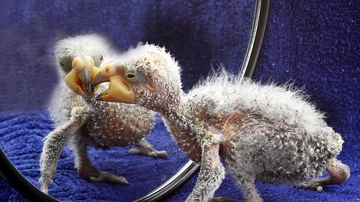 Este es el loro más feo del mundo