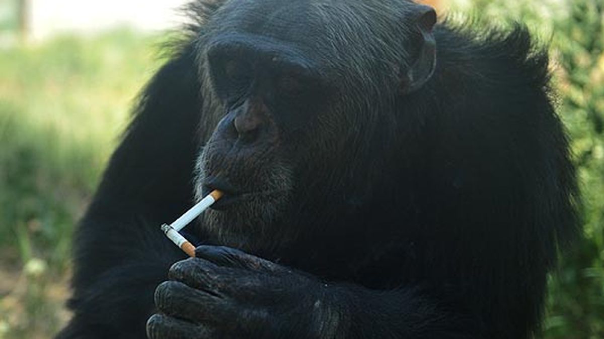 El mono fumador que conquistó a China y horroriza al mundo