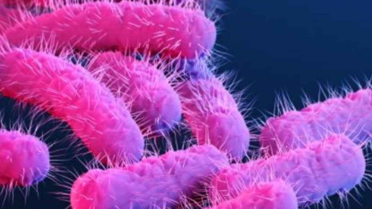 Salmonella y shigella: qué son las bacterias que mataron a dos hombres ...