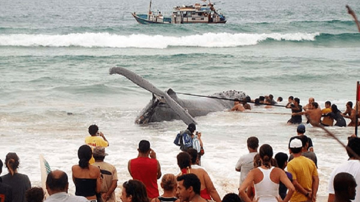 VIDEO: Rescatan a una ballena que estuvo encallada 19 horas en la costa ...