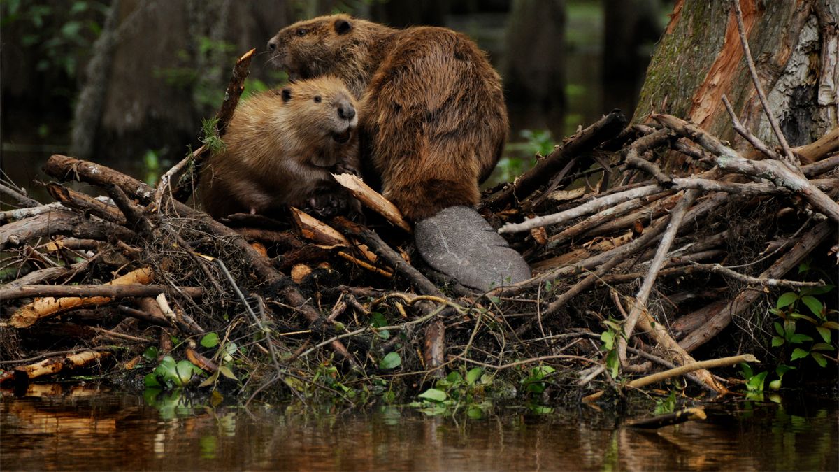 Un pescador fue asesinado por castores violentos