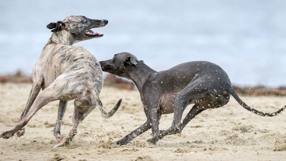 Día Mundial del Galgo: por qué se celebra el 1 de febrero
