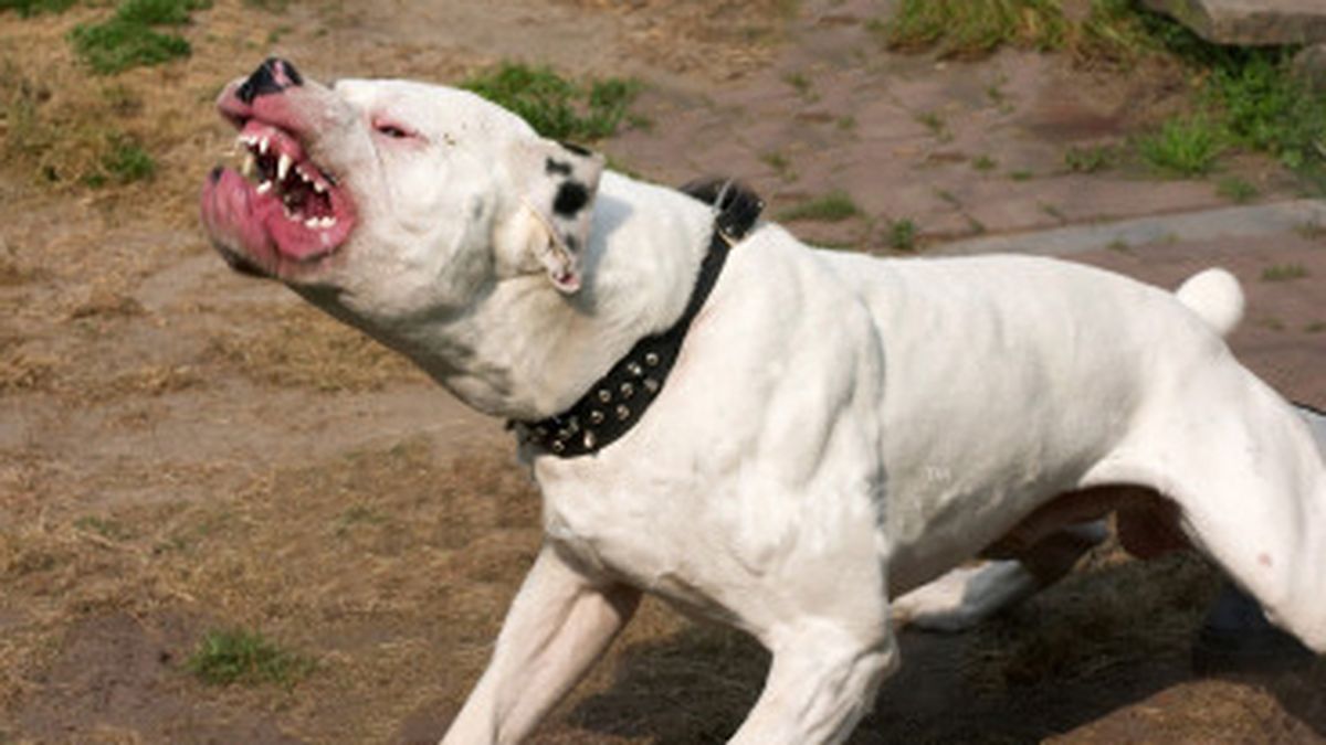 En Mendoza obligan a registrar a los perros peligrosos