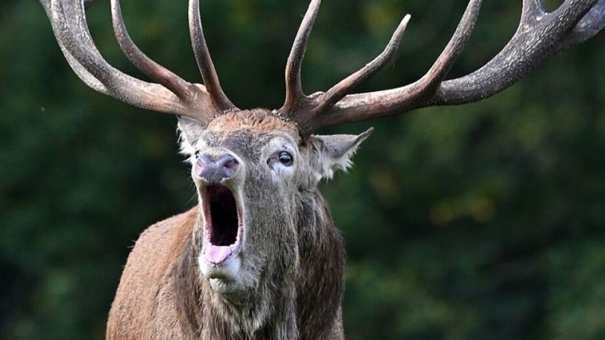 Qué es la enfermedad del ciervo zombie que puso en alerta a los científicos