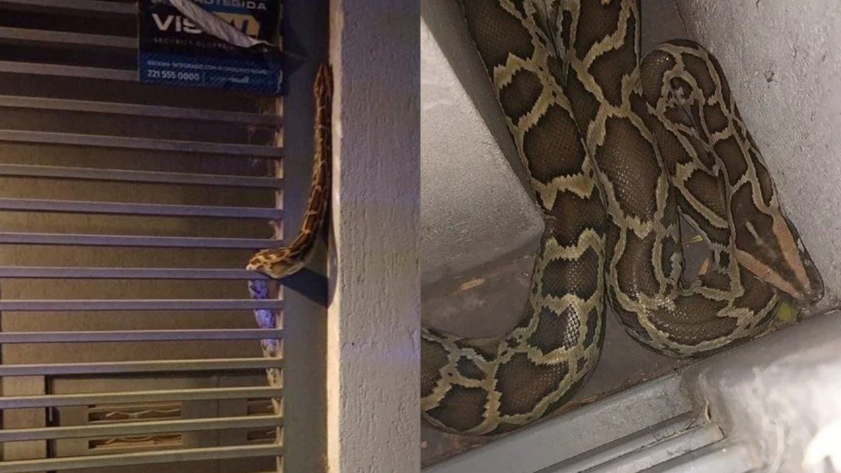 La Plata: quiso entrar a su casa y se encontró con una pitón de dos metros