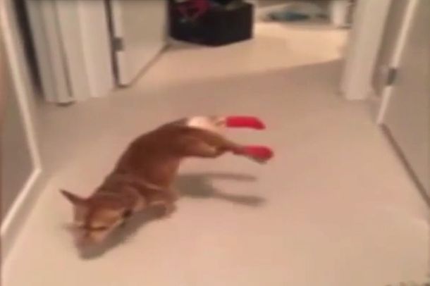Mejor que el gato: un perro con botas camina con sus patas de adelante