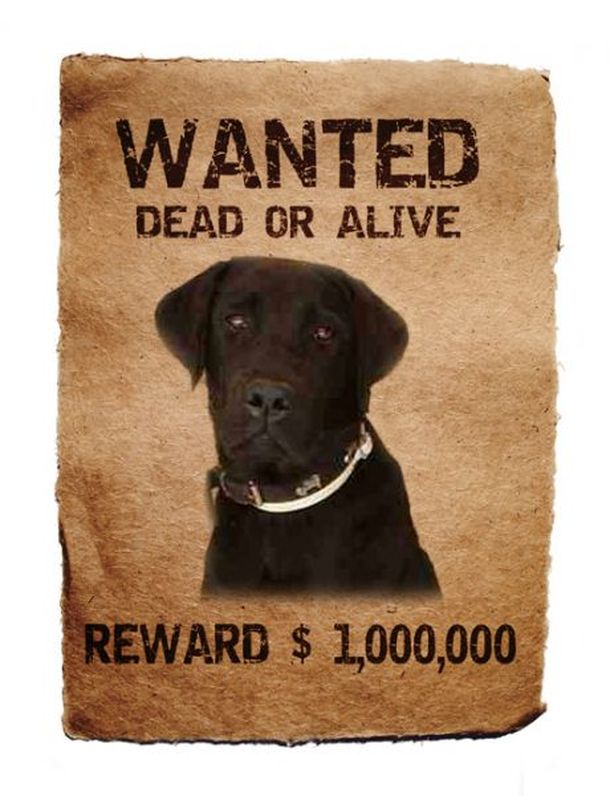 LOS PERROS MÁS BUSCADOS DEL MUNDO