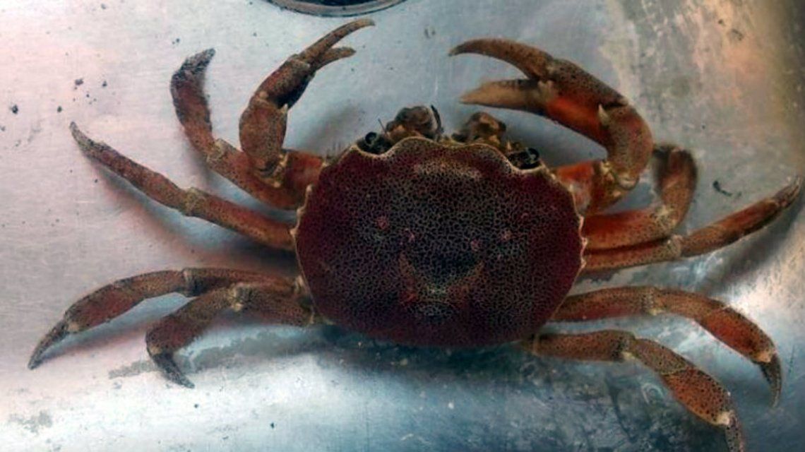 Rescató a un cangrejo, lo llevó a su casa y el animal tuvo cría en la ...