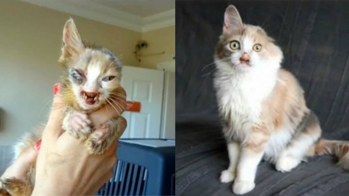 El amor de una nena logró la increíble transformación de una gatita ...