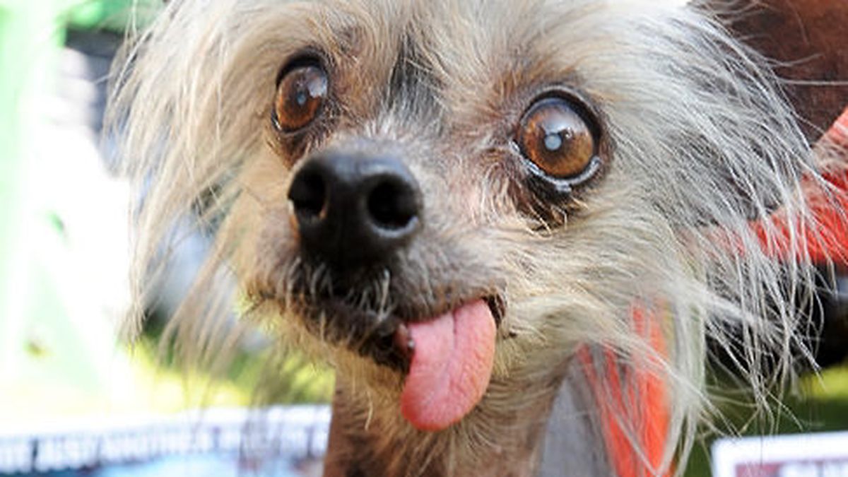 Murió Miss Ellie, la perra más fea del mundo