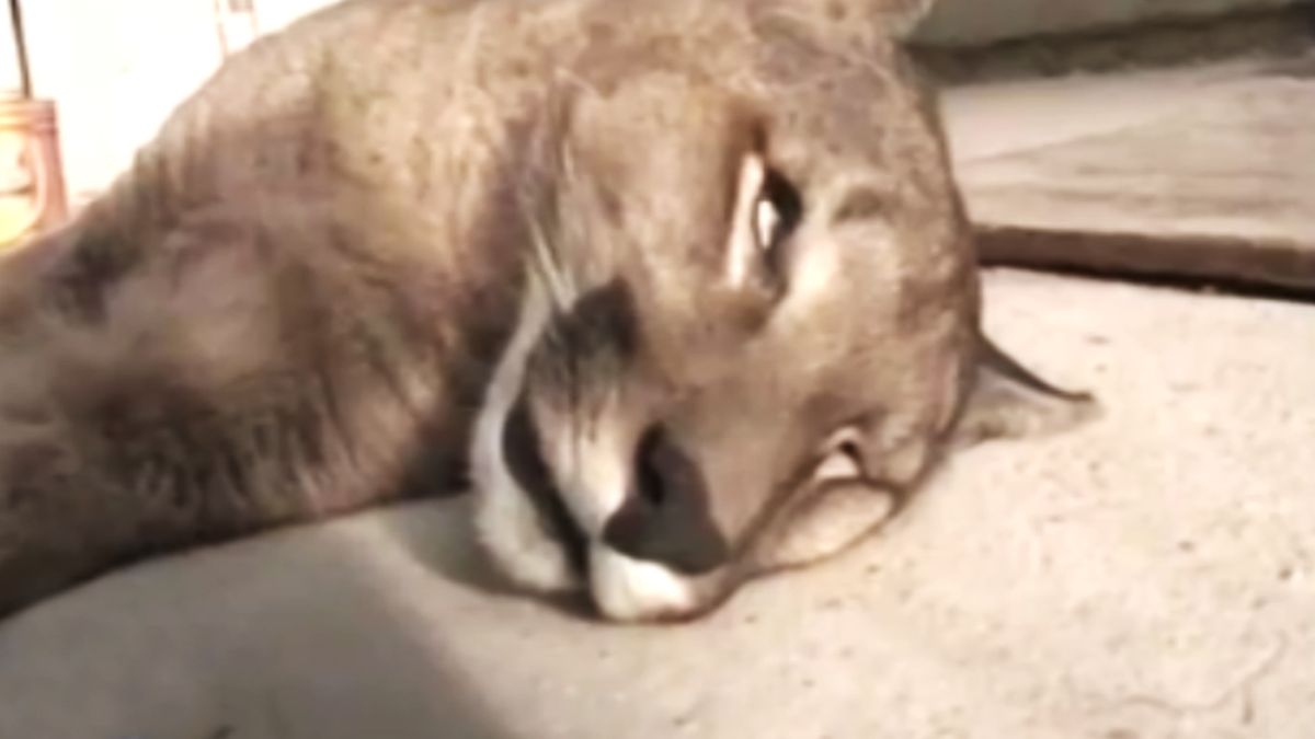 Encontró un puma muerto de un tiro en el patio de su casa