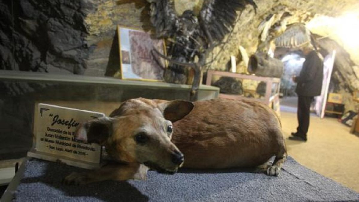 Josefina, la perra que sus dueños decidieron embalsamar por amor