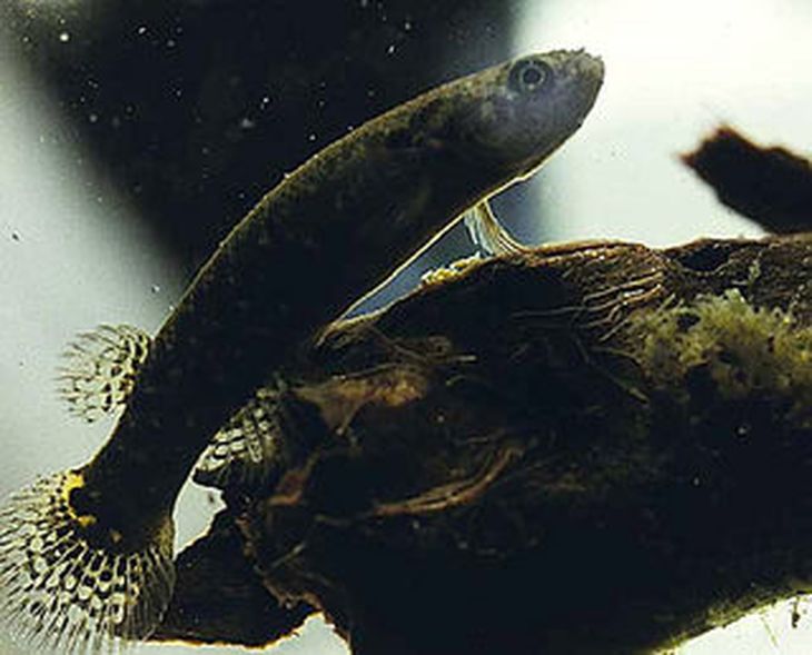 Descubren al pez mono, una especie que vive en el agua y en las ramas