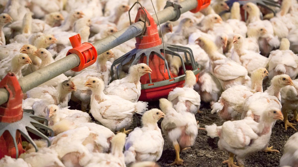 Gripe aviar: 240 mil gallinas muertas en Río Negro y Mar del Plata