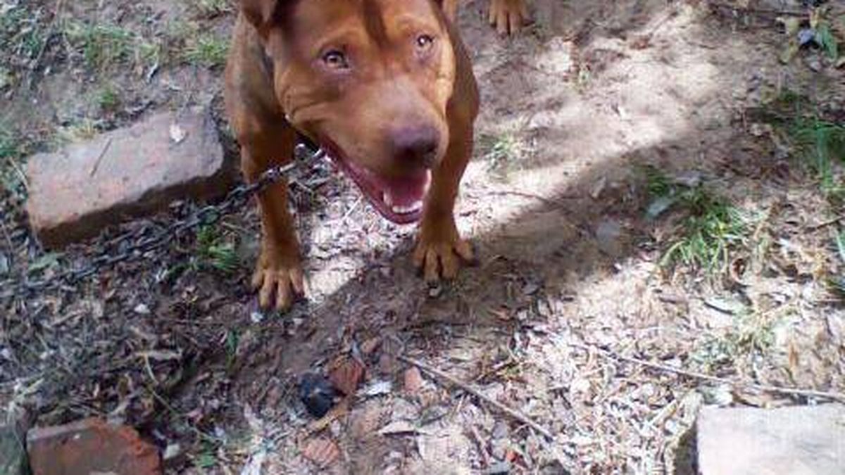 Macabro: un joven filmaba como su pitbull mataba a otros perros callejeros