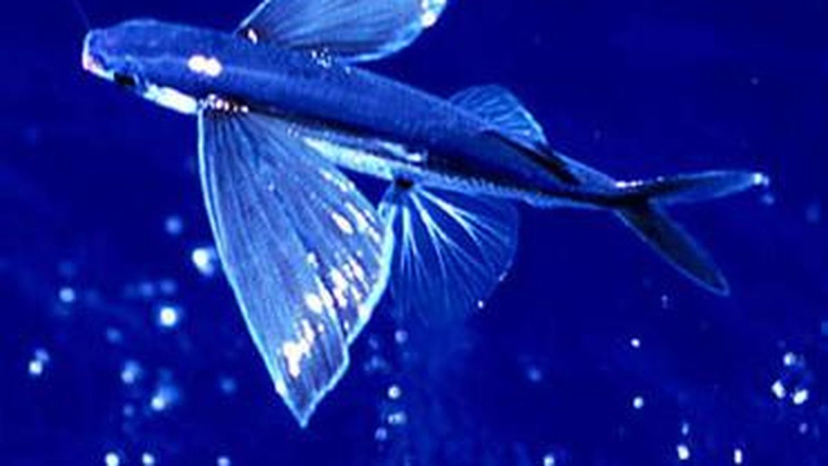 Datos Sobre Imágenes De Peces Voladores