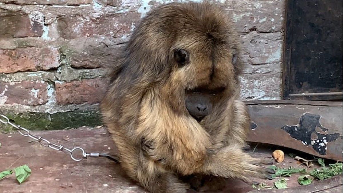 La Matanza: rescataron a un mono carayá cautivo en una casa