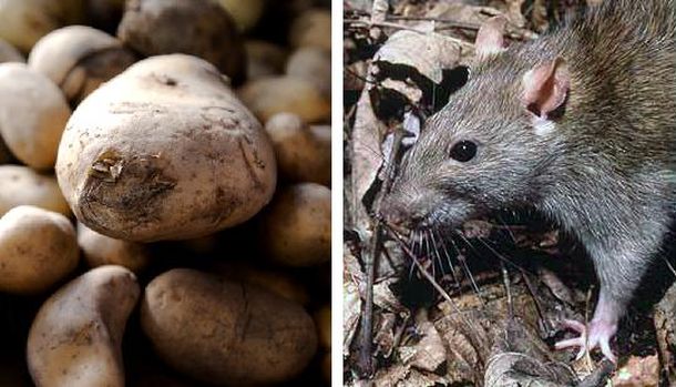 El 2008 que se viene será el Año de la Papa, de la Rata y algo más