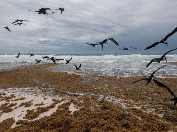 Fotos y videos de la impresionante invasión de sargazo en el Caribe