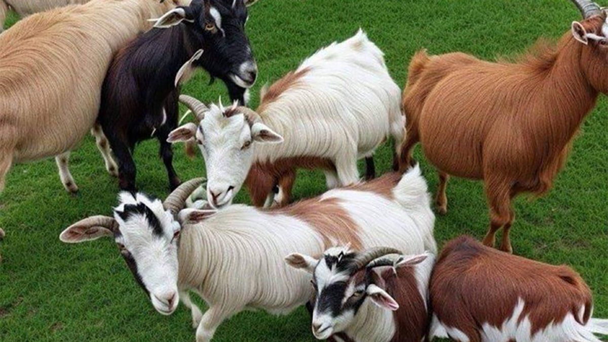 Parpadeá rápido para encontrar al Lionel Messi oculto en esta foto de ...