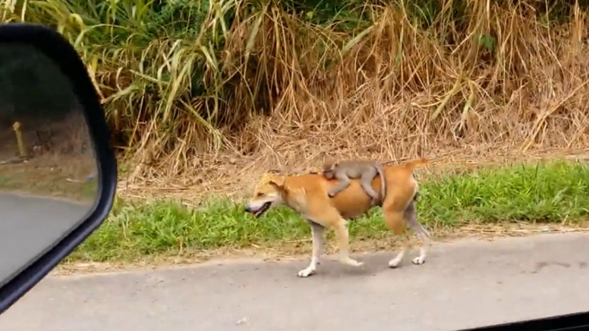 Pura ternura: una perra adoptó a un monito huérfano y se hizo viral