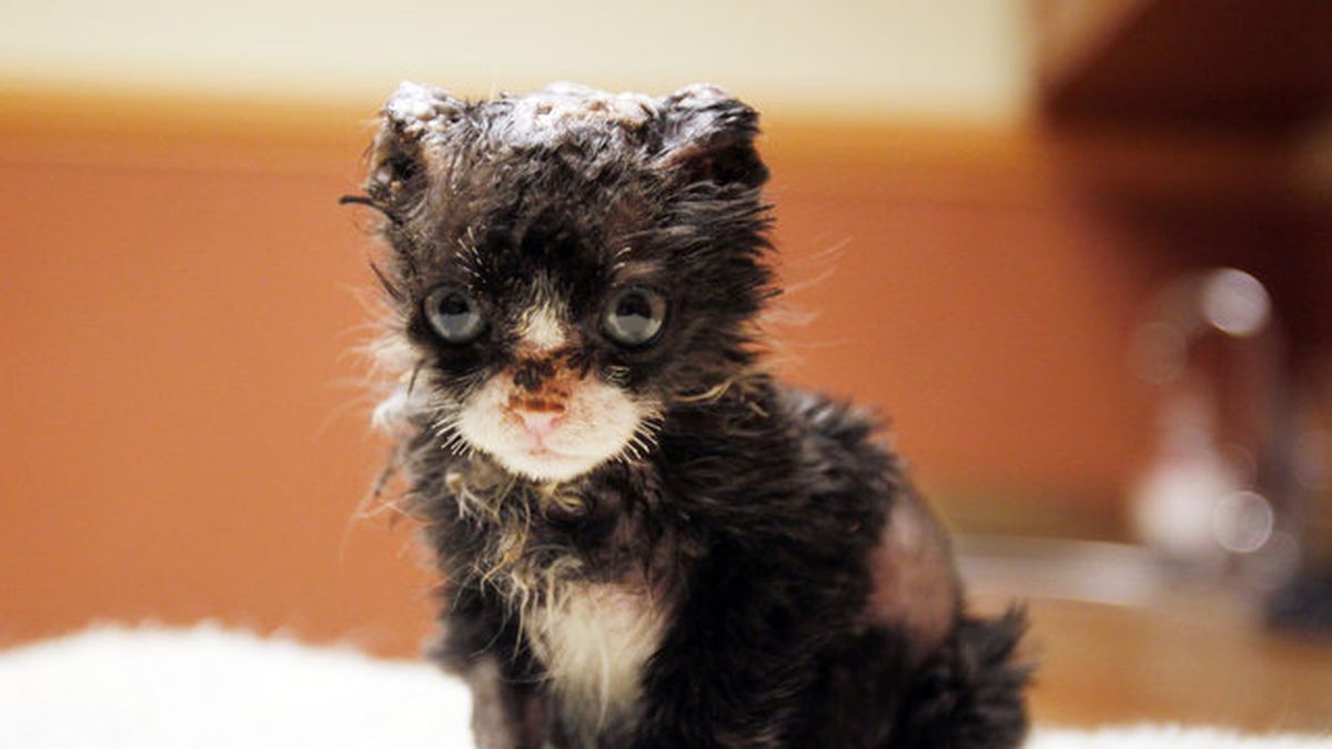 A un gatito lo prendieron fuego pero está fuera de peligro