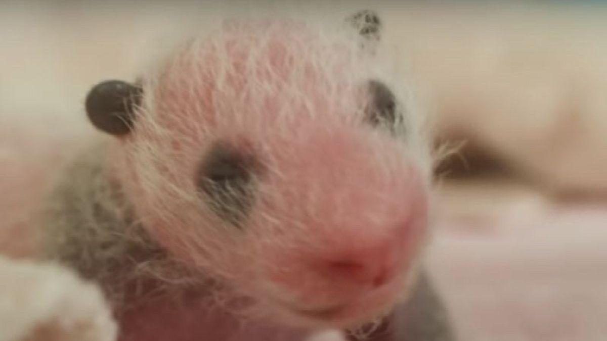 VIDEO: Los tiernos primeros 30 días de un oso panda