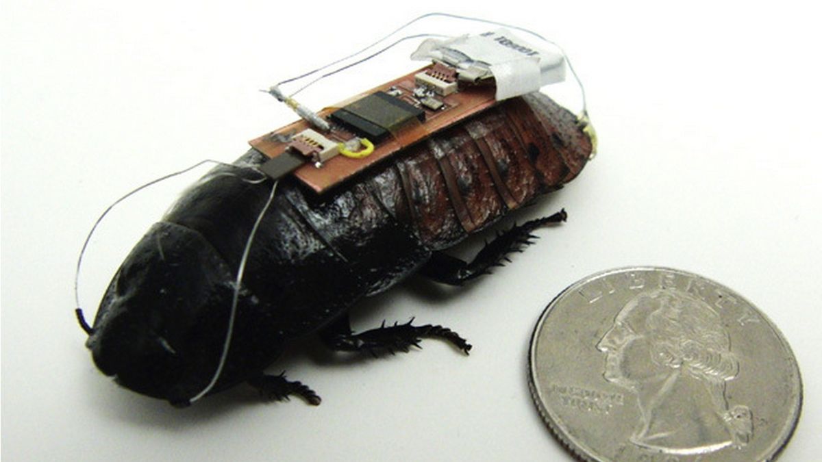 Desarrollan cucarachas robot que podrían salvar vidas en el futuro